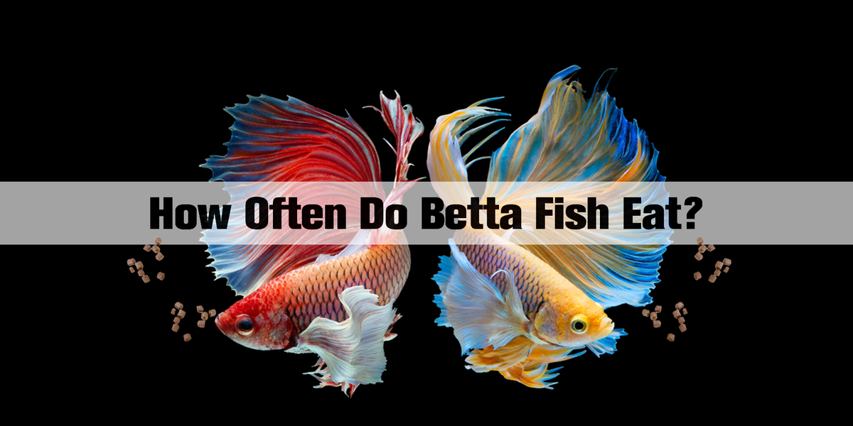 How Often Do Betta Fish Eat? — JV Betta