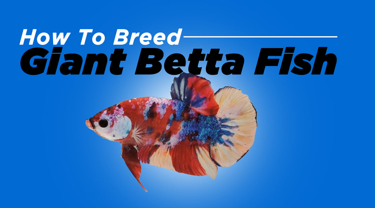 How To Breed Giant Betta Fish — JV Betta
