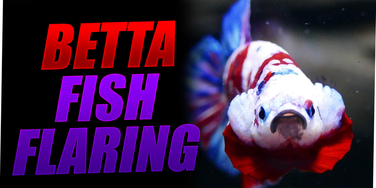 Betta Fish Flaring | Betta Fish Flaring Gills — JV Betta