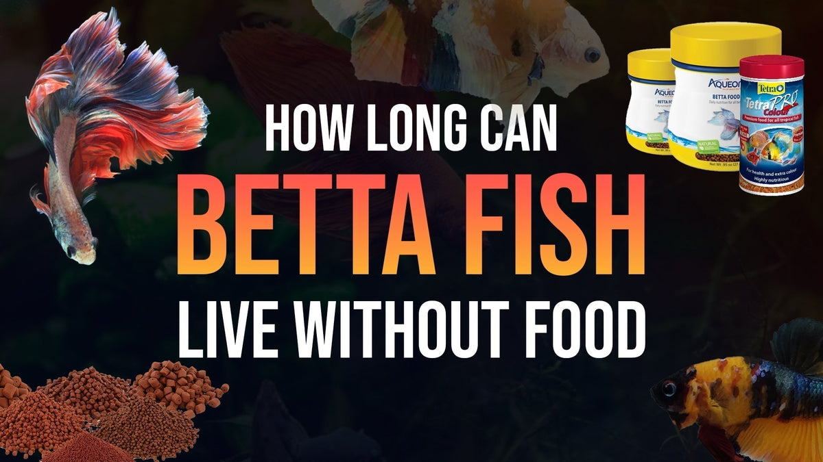 How Long Can Betta Fish Live Without Food? — JV Betta
