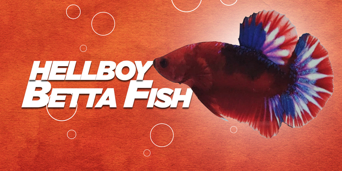 Hellboy Betta Fish | HMPK Hellboy Betta Fish for Sale — JV Betta