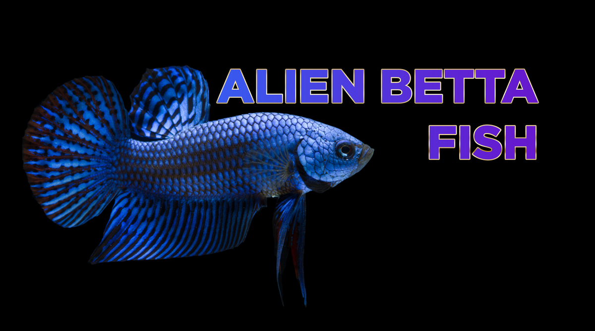 Alien Betta | Alien Betta for Sale — JV Betta