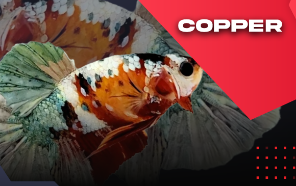 Copper Betta Fish — JV Betta