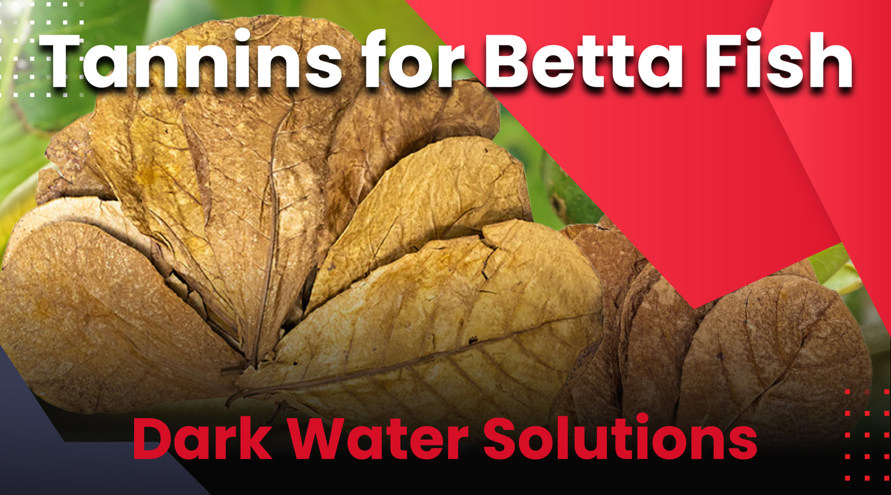 Tannins for Betta — JV Betta