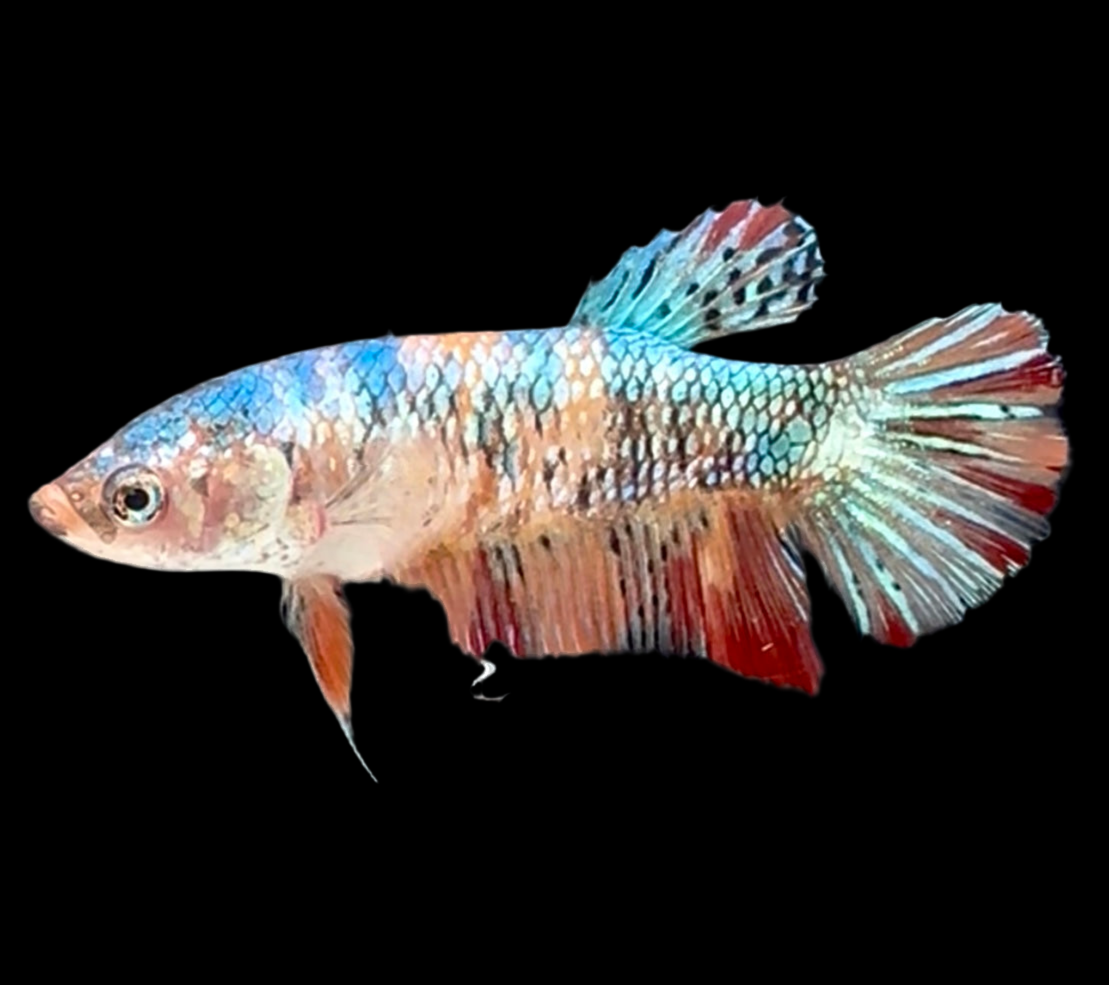 Giant Galaxy Koi Betta Fish Female GK-1722 — JV Betta