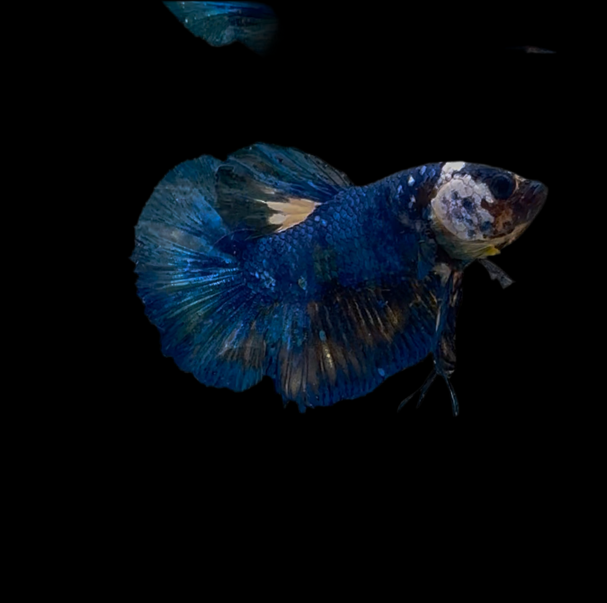 Galaxy Koi Betta Fish Male GK-1706 — JV Betta