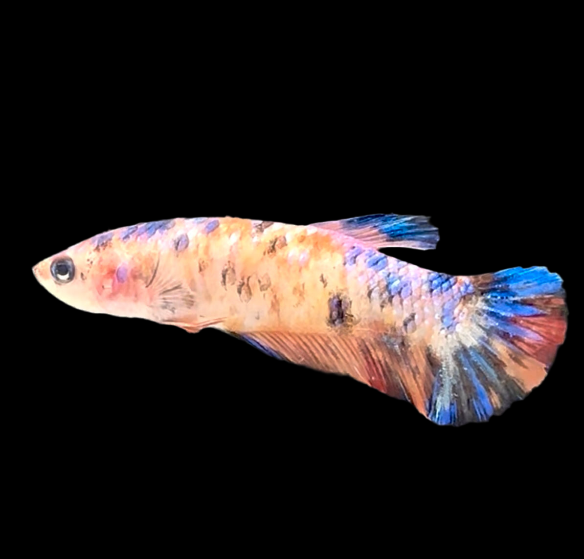 Giant Galaxy Koi Betta Fish female GK-1730 — JV Betta