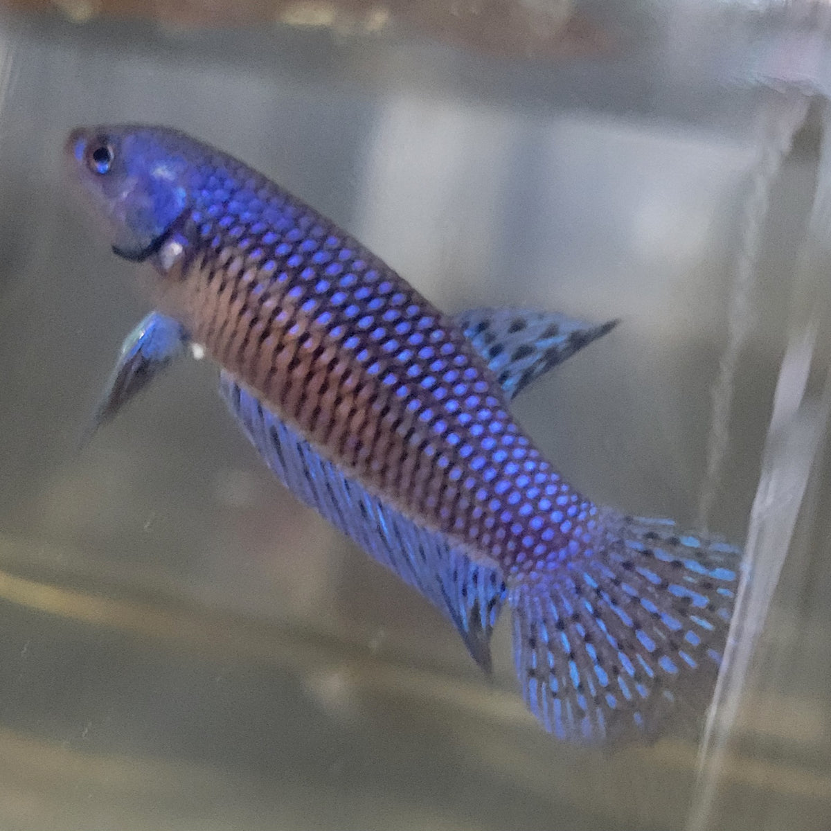 Blue Alien Female Betta Fish BA-1439 — JV Betta