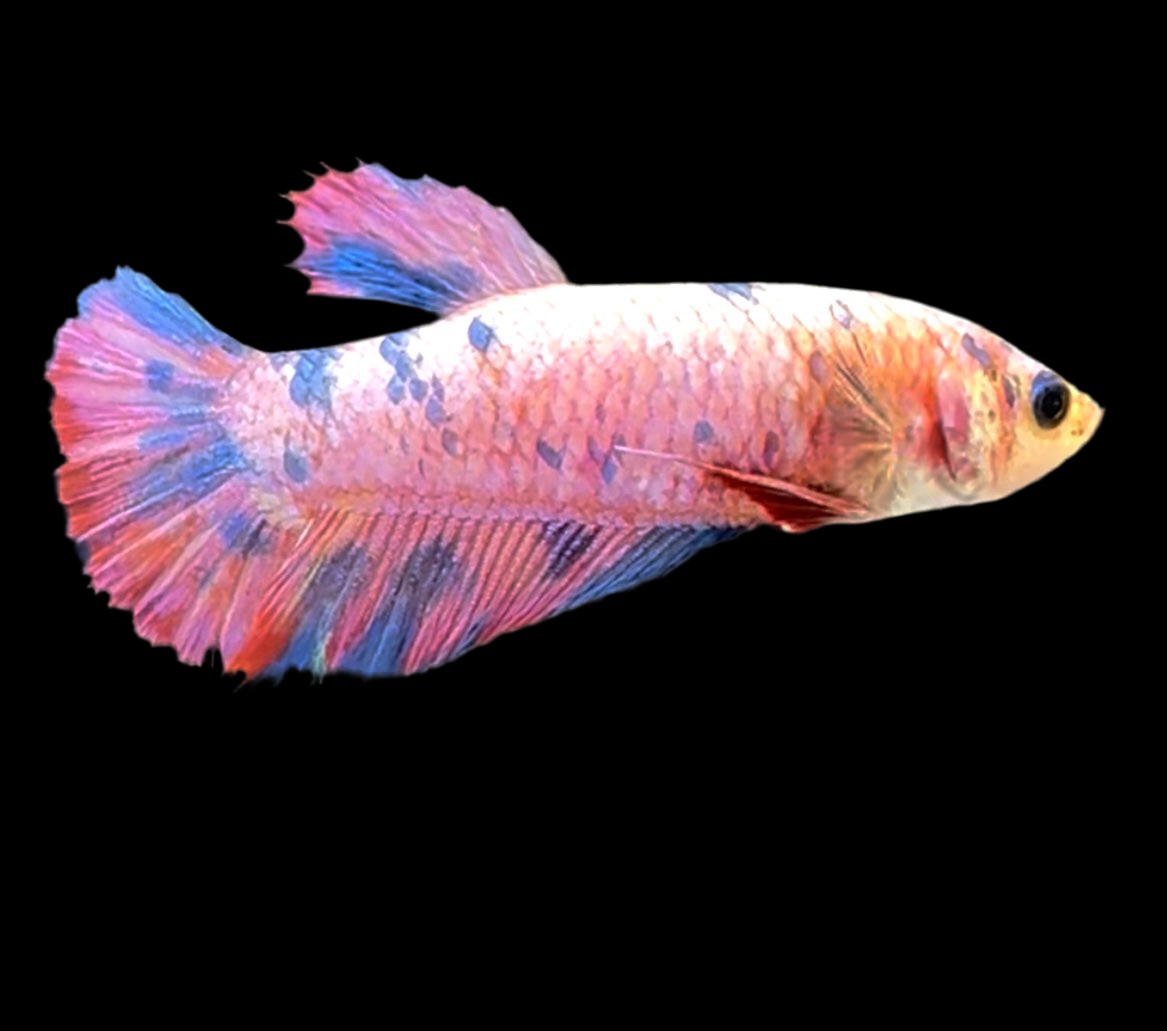 Giant Galaxy Koi Betta Fish Female GK-1714 — JV Betta