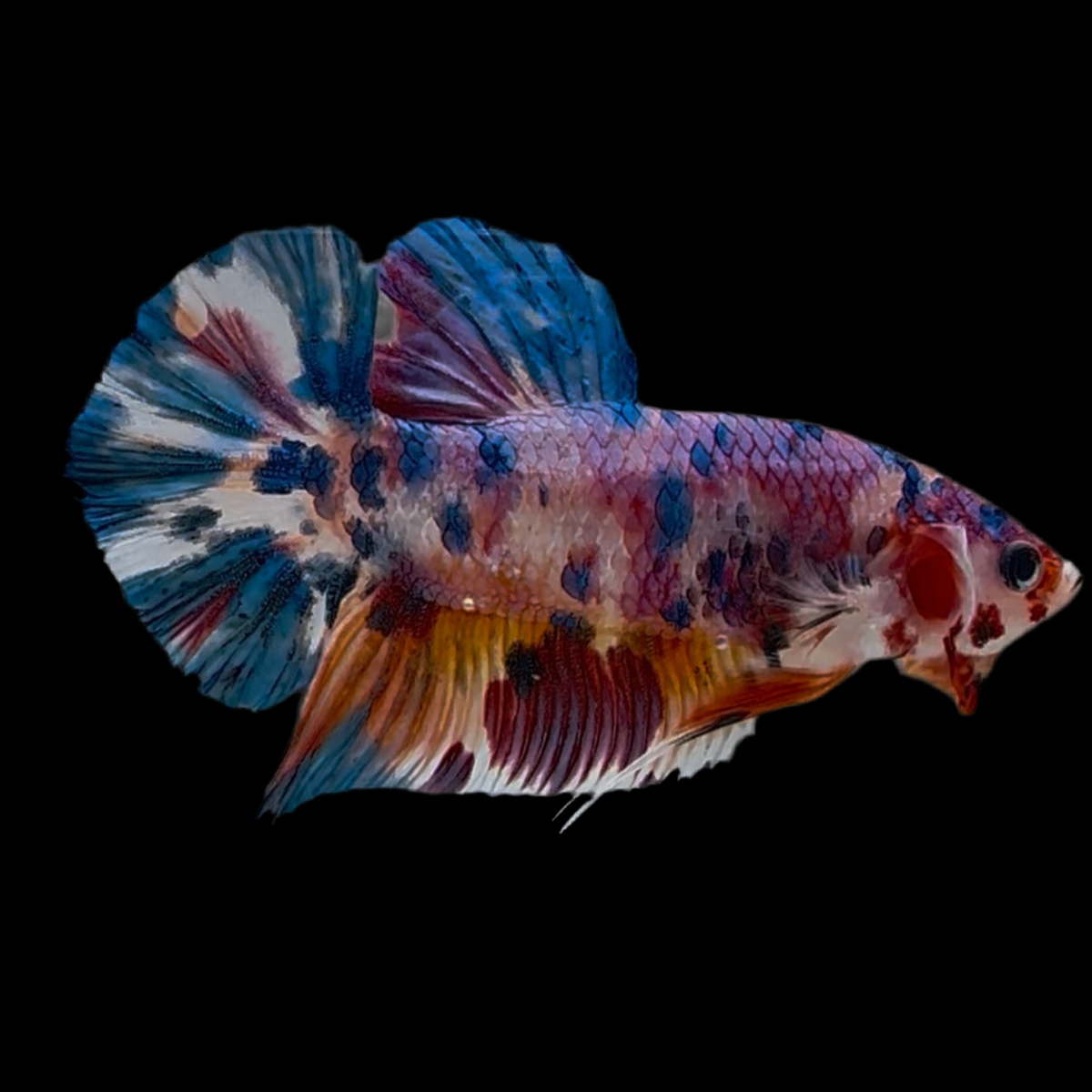 Giant Galaxy Koi Betta Fish Male GK-1703 — JV Betta