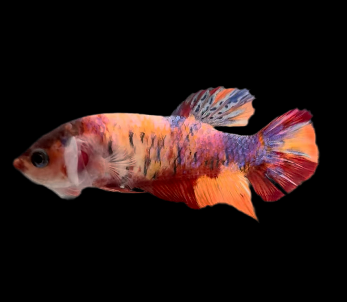 Giant Galaxy Koi Betta Fish Female GK-1701 — JV Betta