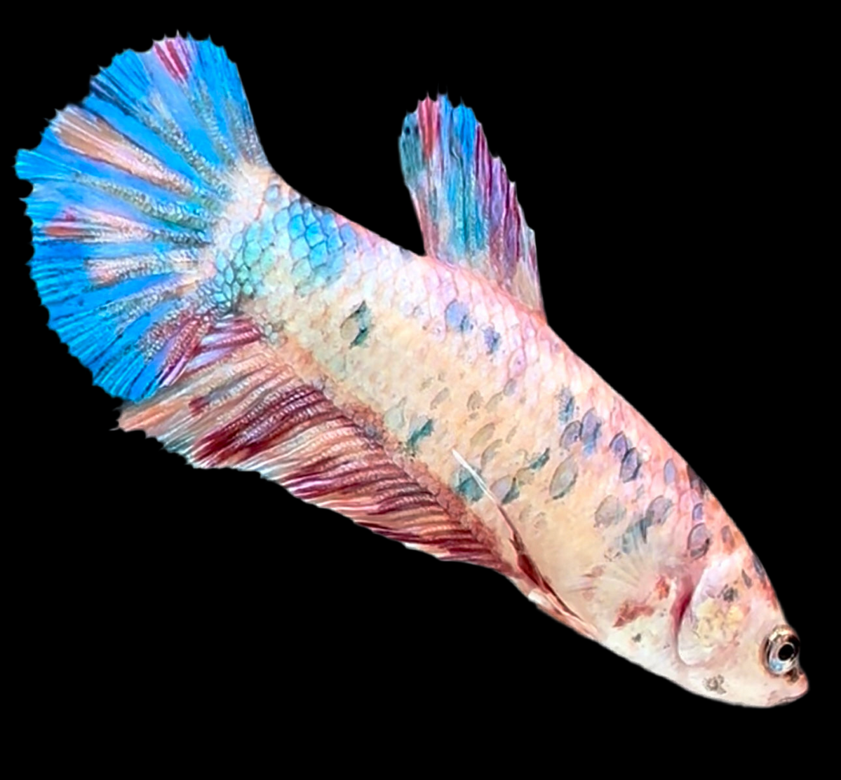 Giant Galaxy Koi Betta Fish Female GK-1728 — JV Betta