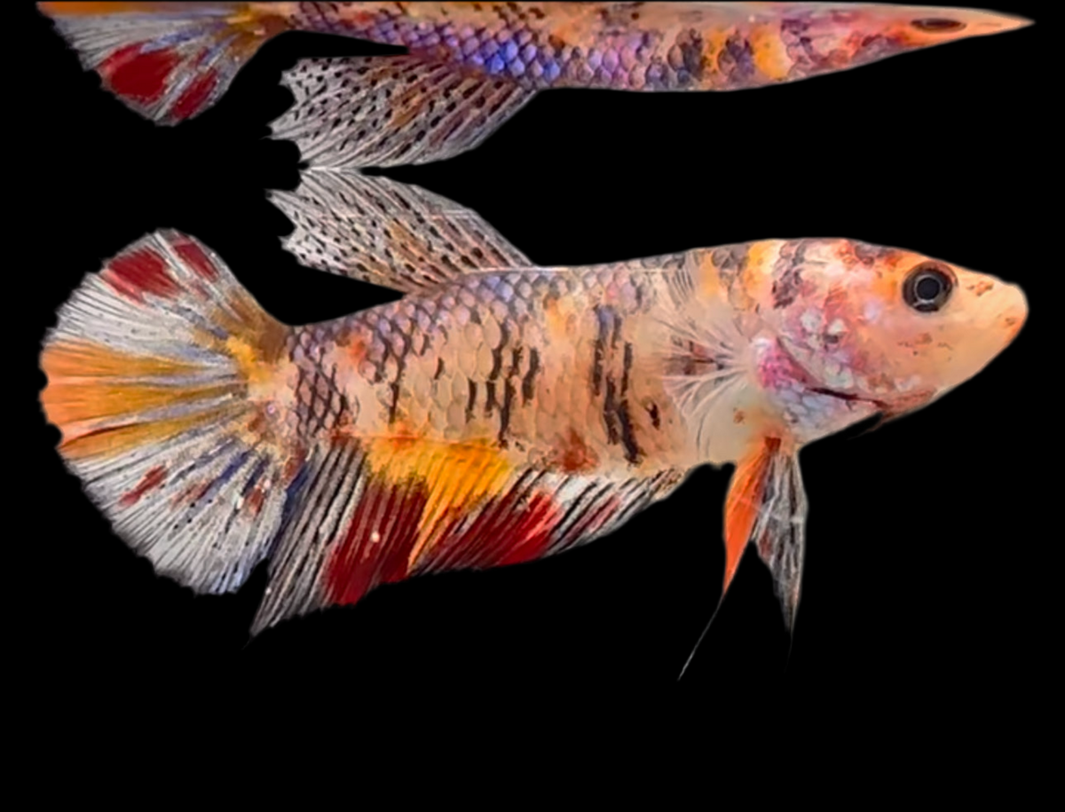 Giant Galaxy Koi Betta Fish Female GK-1702 — JV Betta