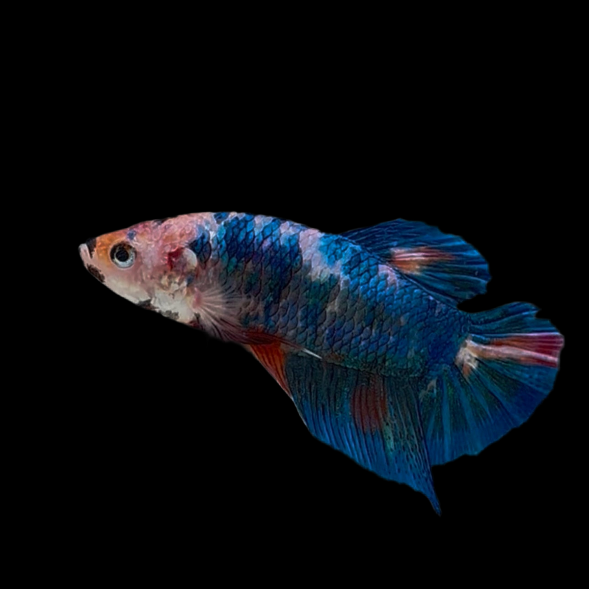 Giant Galaxy Koi Betta Fish Male GK-1707 — JV Betta