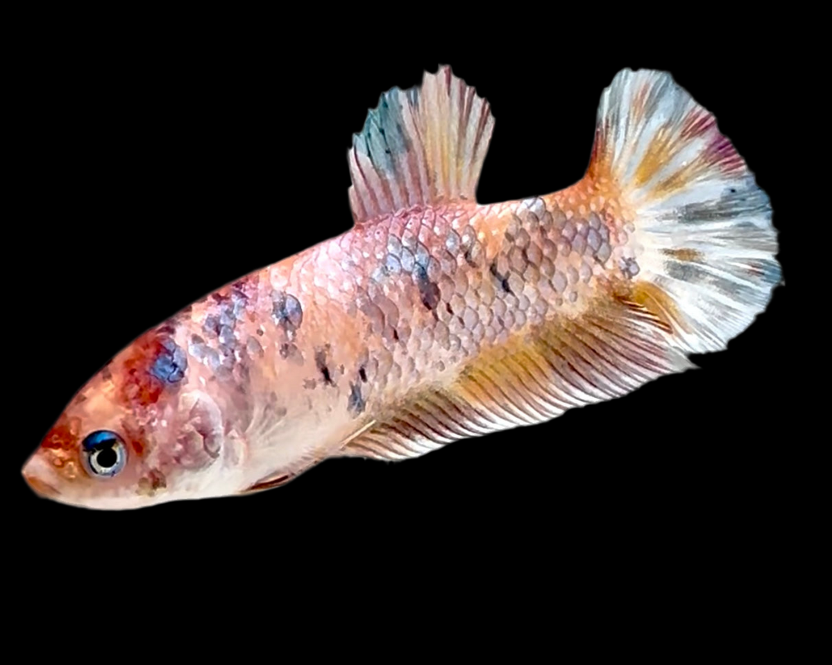 Giant Galaxy Koi Betta Fish Female GK-1739 — JV Betta