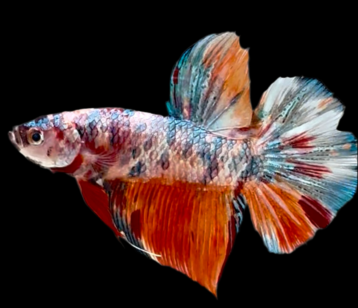 Giant Galaxy Koi Betta Fish Male GK-1738 — JV Betta