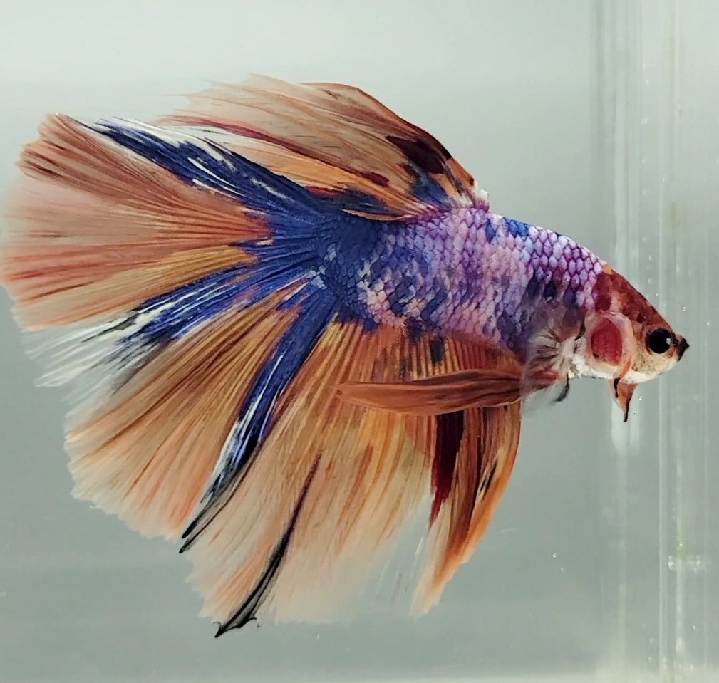 Half Moon Betta Fish HM-1254 — JV Betta