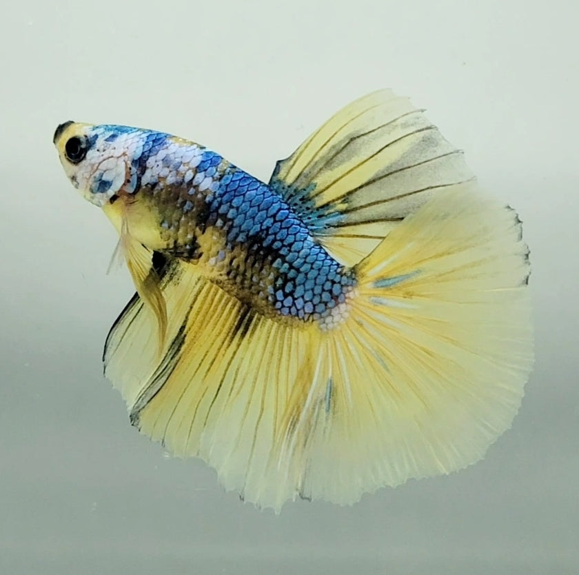 Half Moon Betta Fish HM-1255 — JV Betta