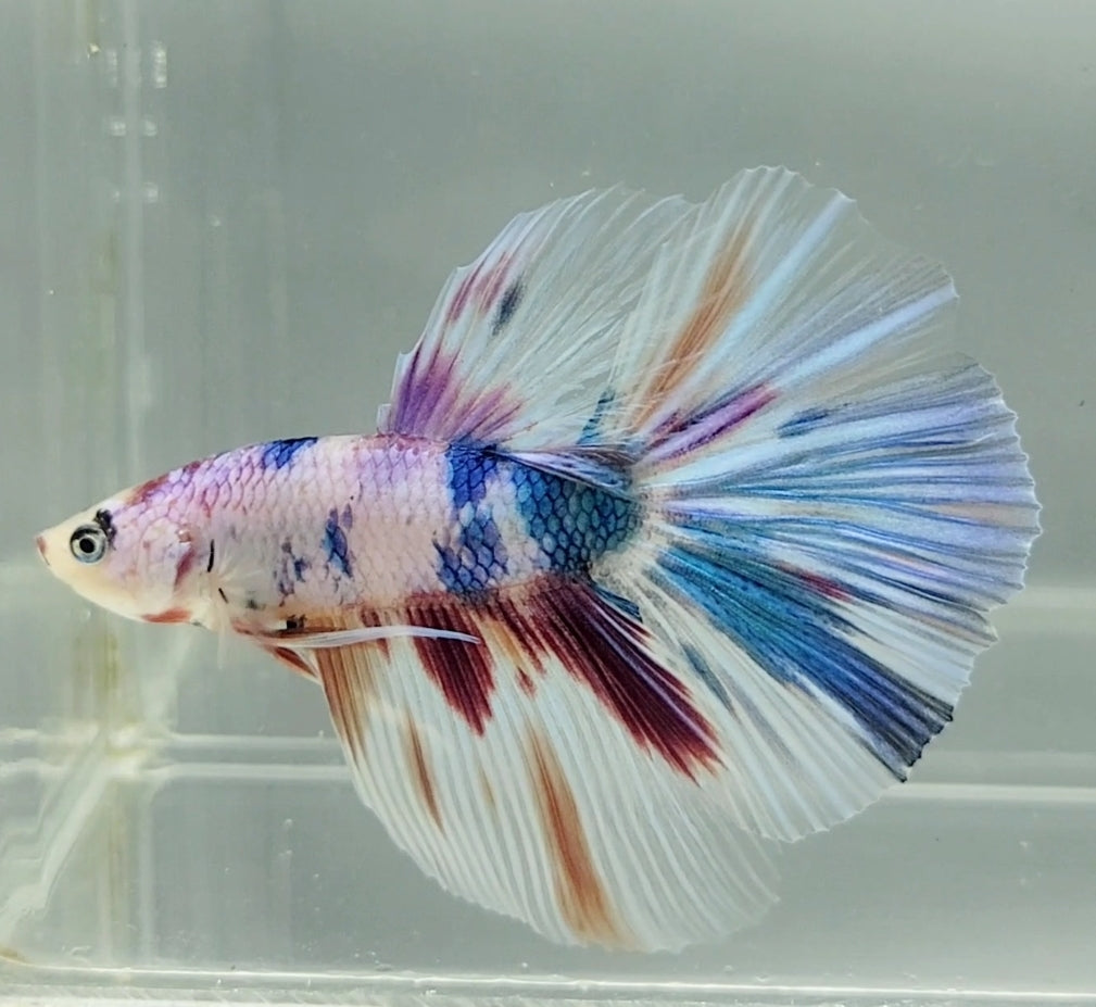 Half Moon Betta Fish HM-1265 — JV Betta