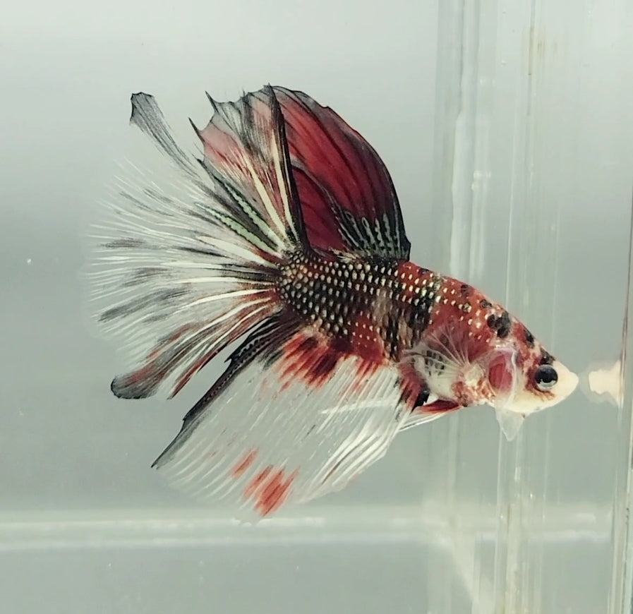 Half Moon Betta Fish HM-1266 — JV Betta