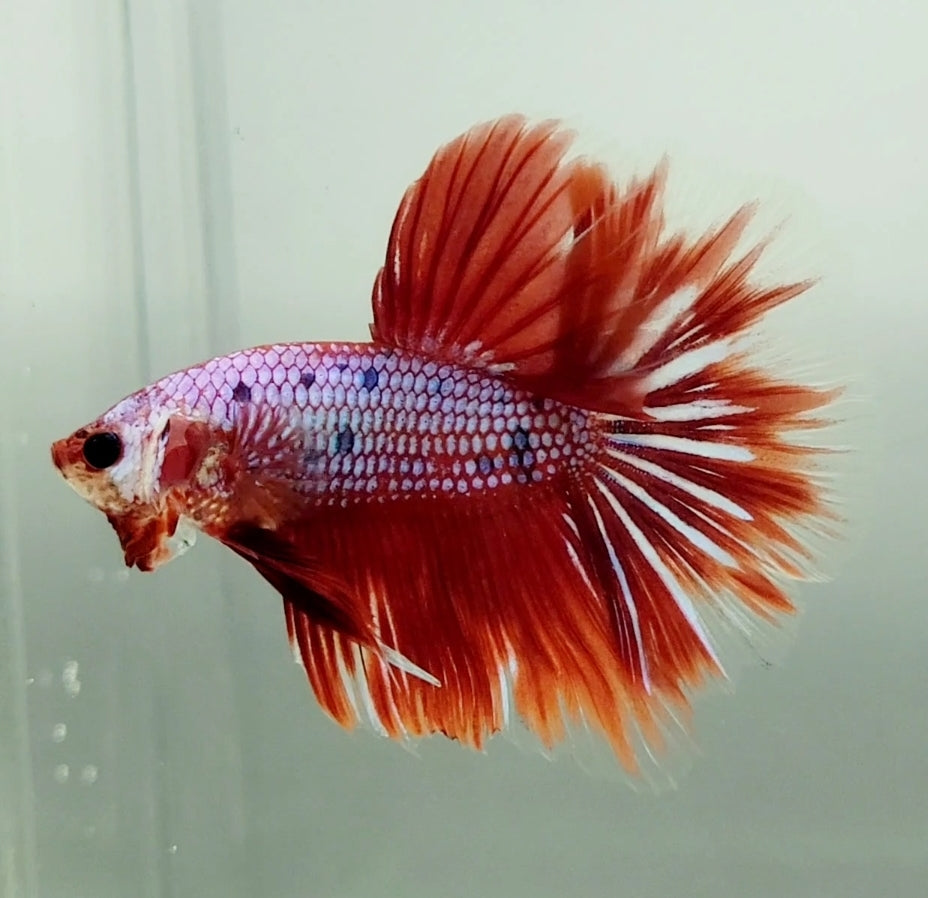 Half Moon Betta Fish HM-1271 — JV Betta