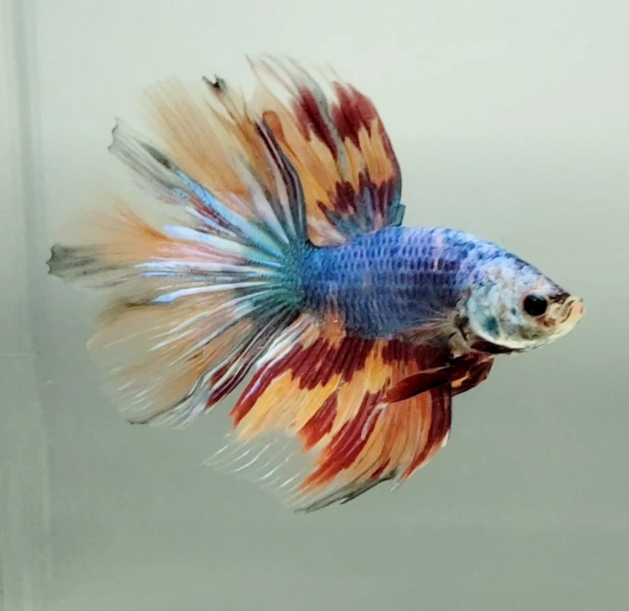 Half Moon Betta Fish HM-1272 — JV Betta