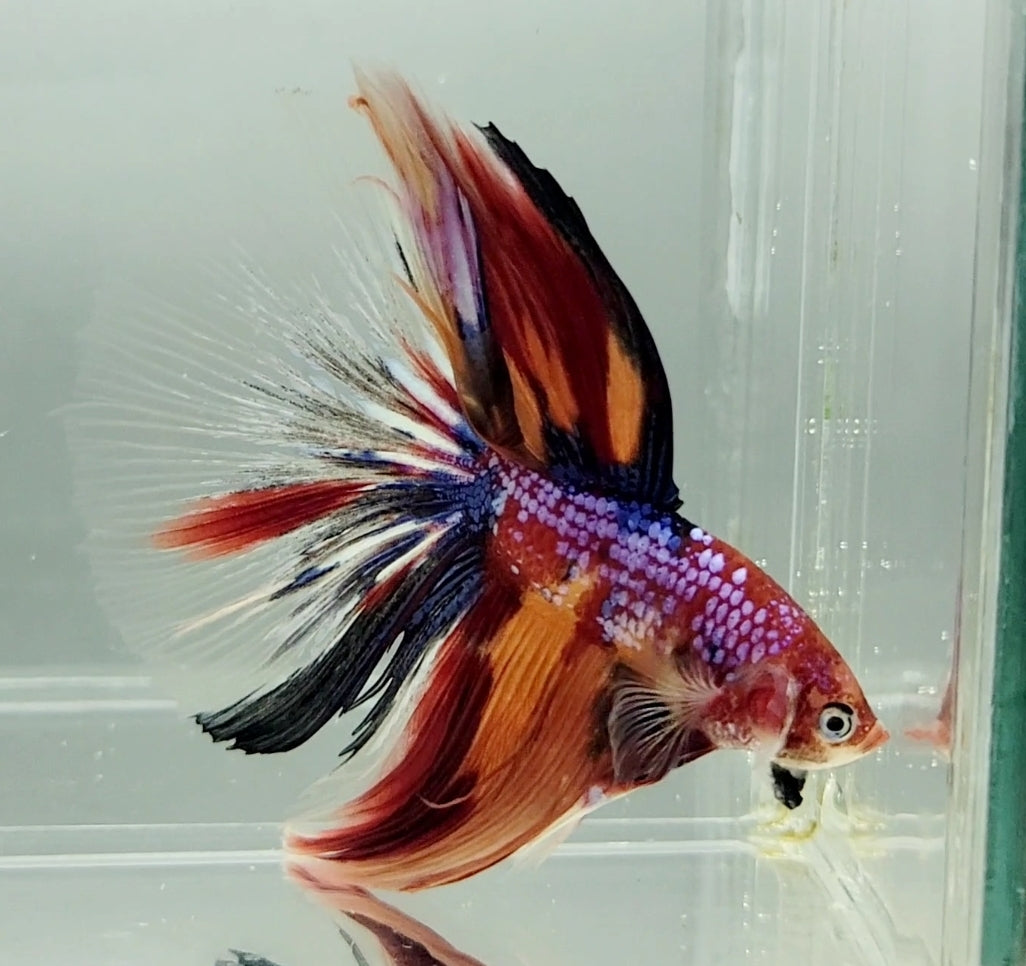 Half Moon Betta Fish HM-1275 — JV Betta