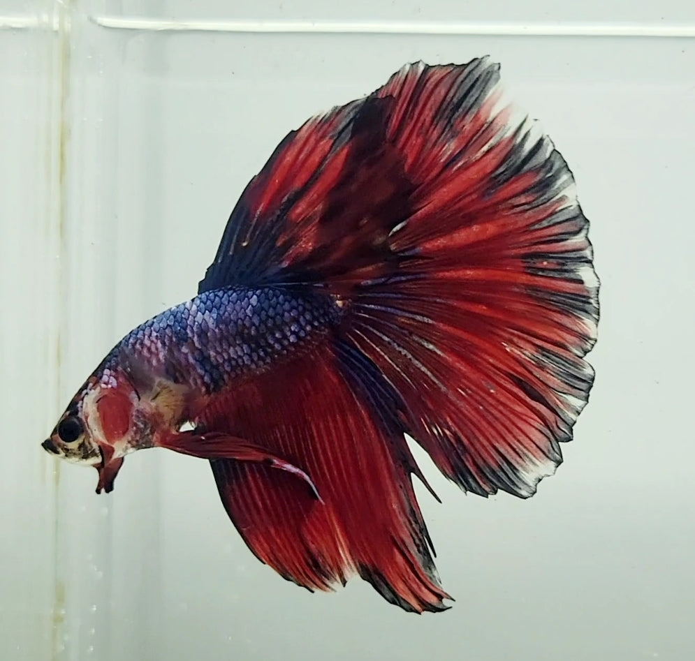 Half Moon Betta Fish HM-1281 — JV Betta