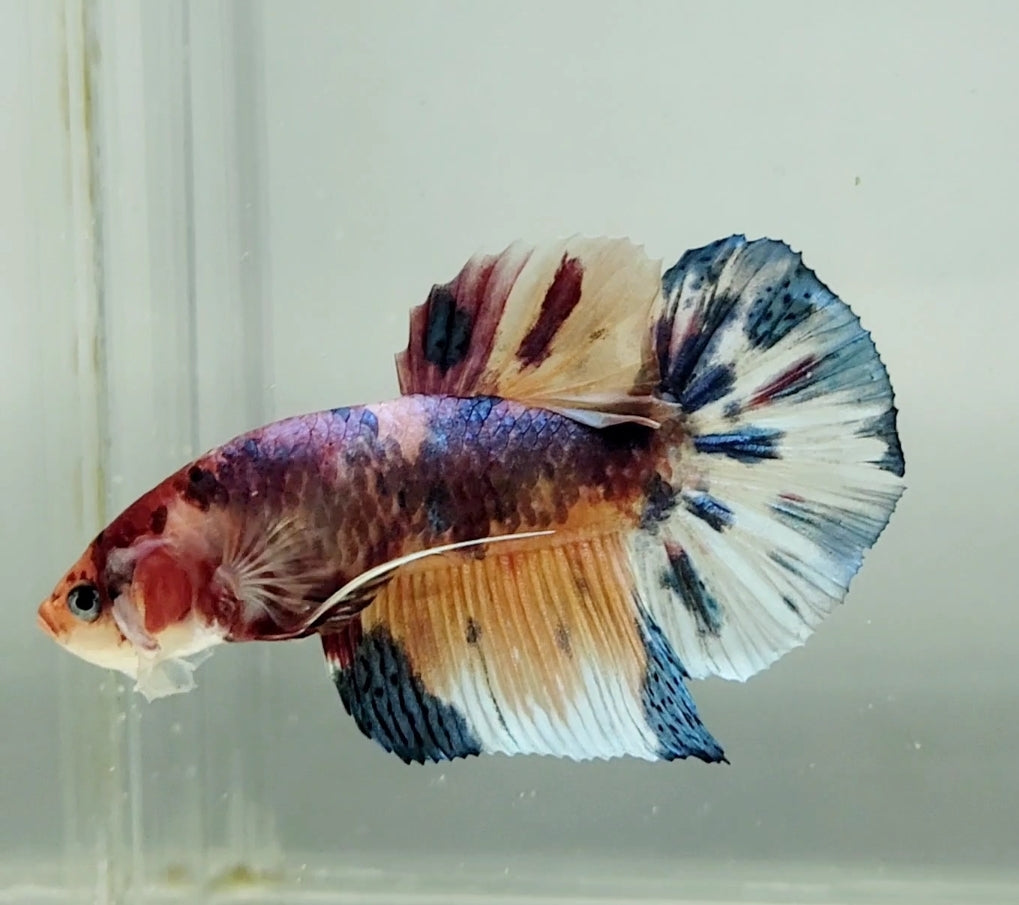 Giant Betta Fish | Giant Betta Fish for Sale — JV Betta