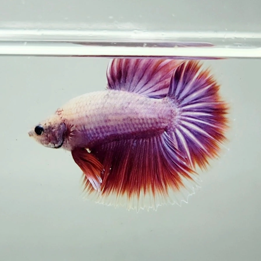 Half Moon Betta | Half Moon Betta Fish for Sale — JV Betta