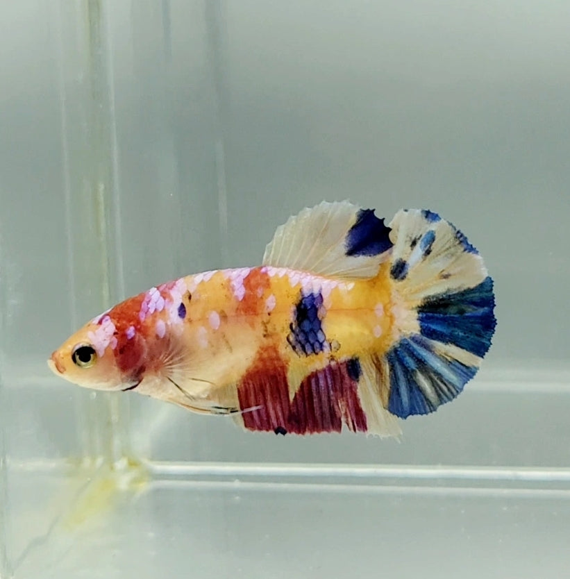 Galaxy Koi Female Betta Fish GK-1331 — JV Betta