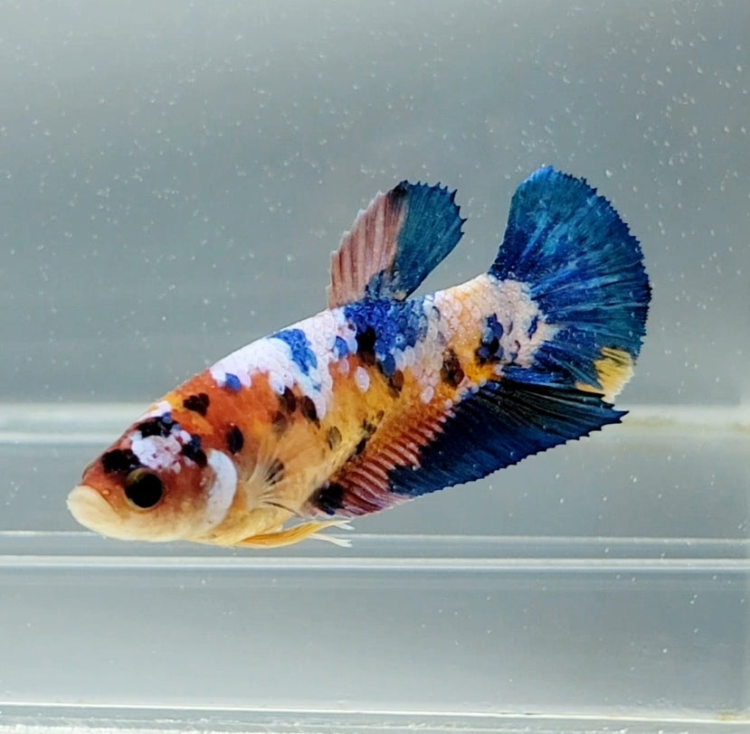 Galaxy Koi Female Betta Fish GK-1385 — JV Betta
