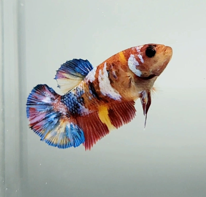 Galaxy Koi Female Betta Fish GK-1387 — JV Betta