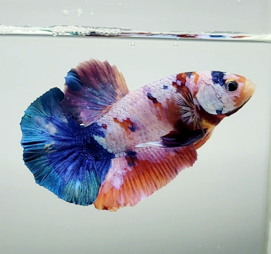 Galaxy Koi Male Betta Fish GK-1388 — JV Betta