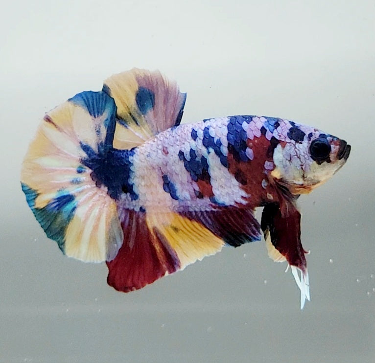 Candy Galaxy Koi Male Betta Fish GK-1407 — JV Betta