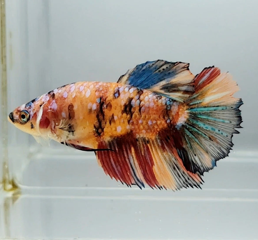 Half Moon Betta | Half Moon Betta Fish for Sale — JV Betta