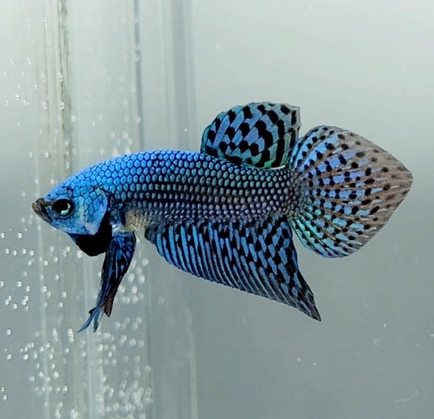 Green Alien Betta Fish BA-1480 — JV Betta