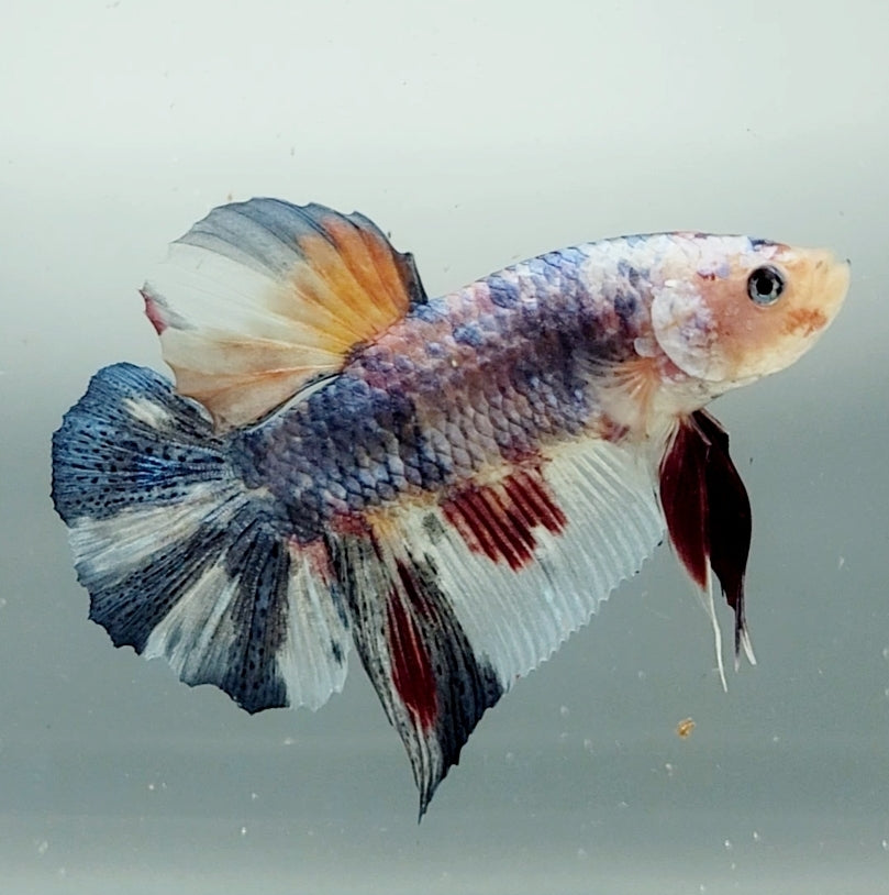 Giant Betta Fish | Giant Betta Fish for Sale — JV Betta