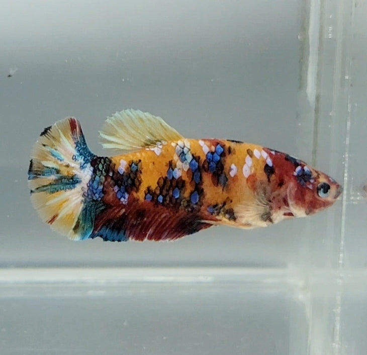 Galaxy Koi Betta Fish Female GK-1501 — JV Betta
