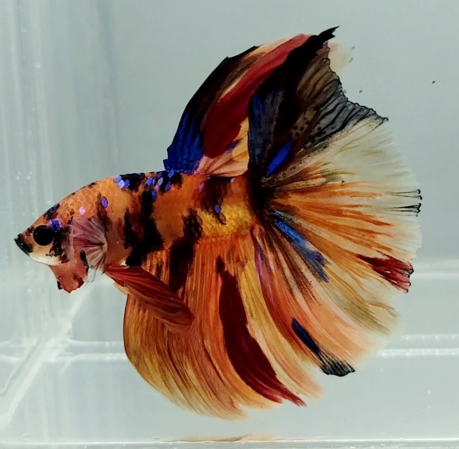 Multicolor Halfmoon Male Betta Fish HM-1112 — JV Betta