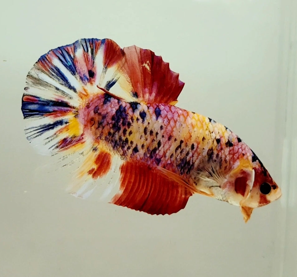 Giant Multicolor Male Betta Fish GB-1116 — JV Betta