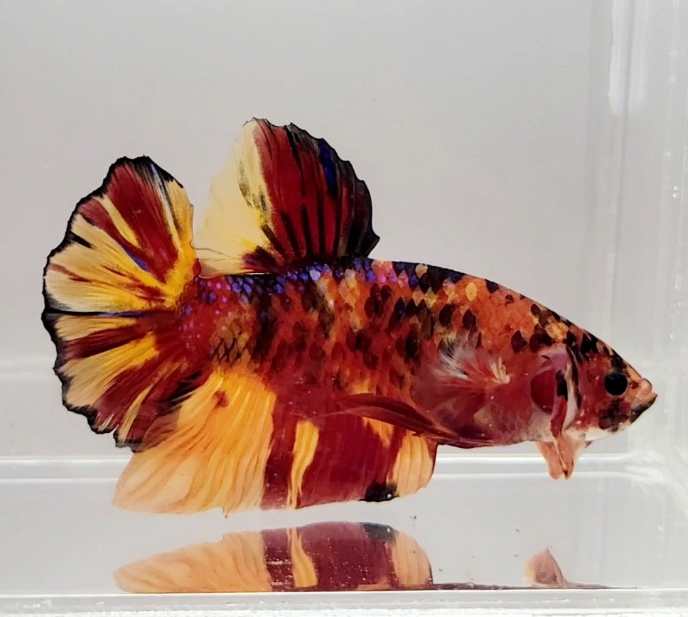 Giant Tiger Fin Betta Male Betta Fish GB-1117 — JV Betta