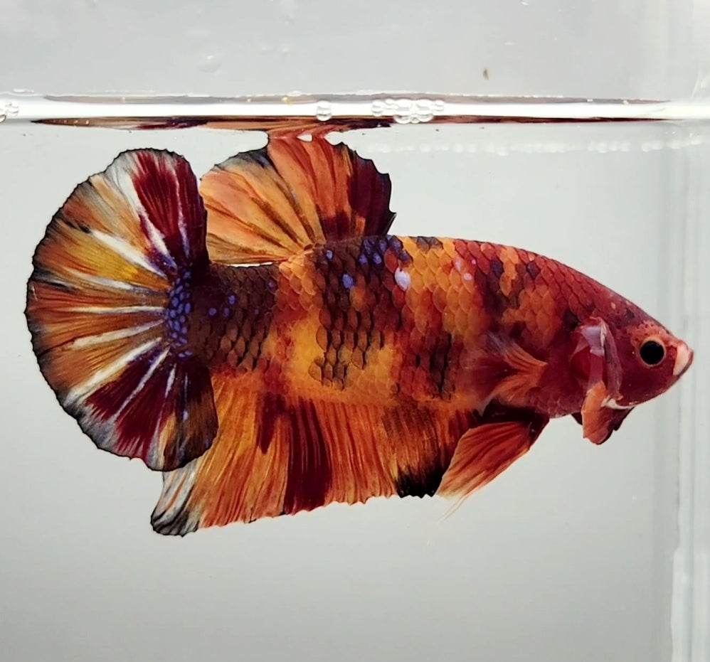 Giant Betta Fish | Giant Betta Fish for Sale — JV Betta