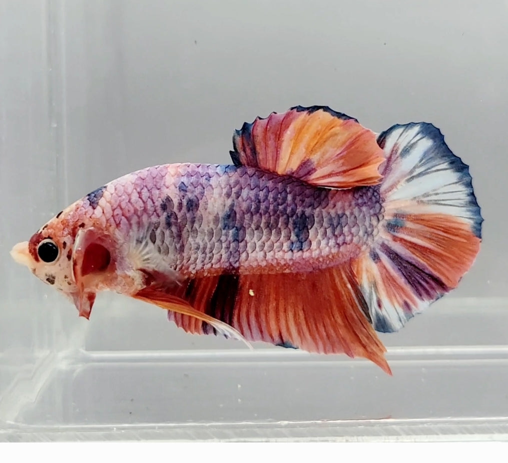 Giant Candy Koi Male Betta Fish GB-1119 — JV Betta