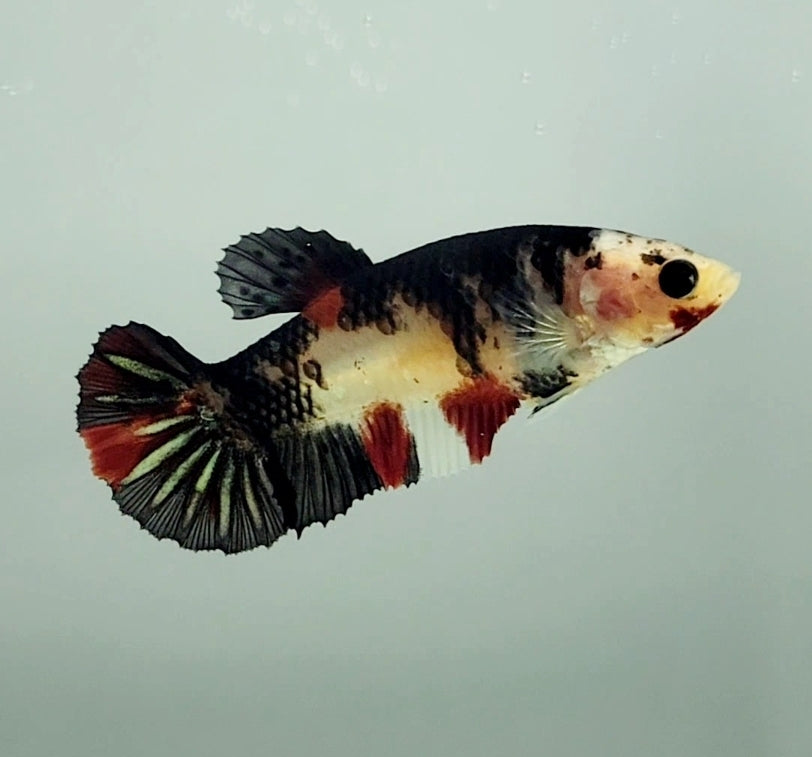 Red Copper Koi Female Betta Fish RC-1126 — JV Betta