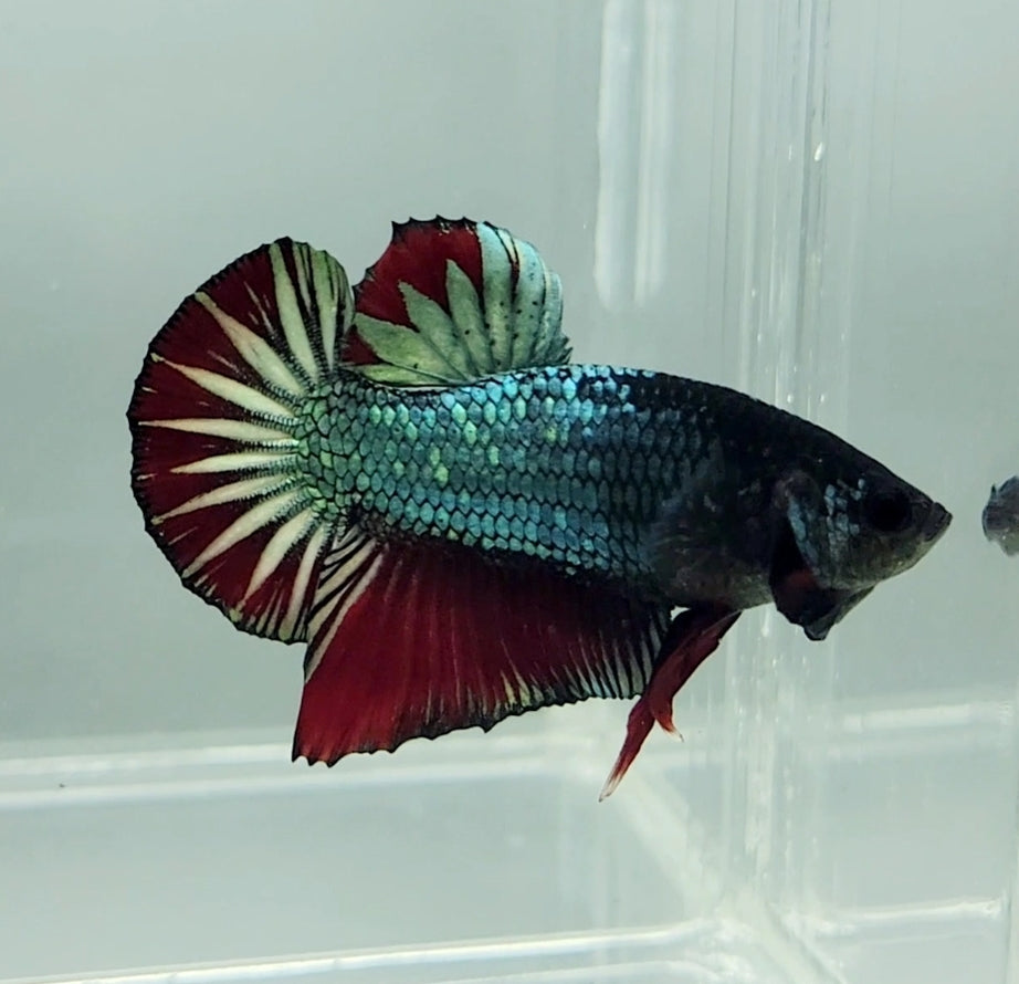 Copper Betta Fish — JV Betta