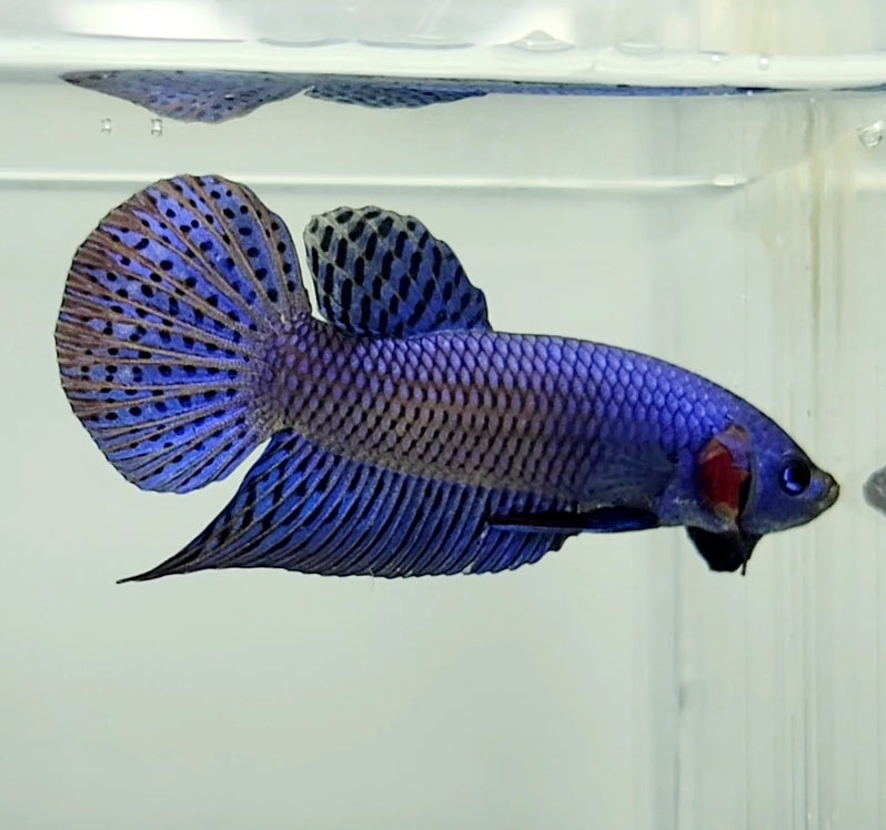 Blue Alien Male Betta Fish BA-1154 — JV Betta