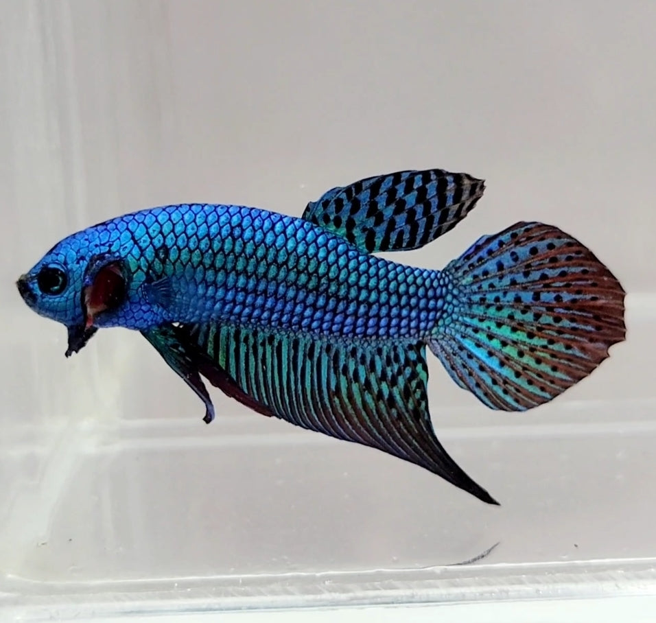 Green Alien Male Betta Fish BA-1158 — JV Betta