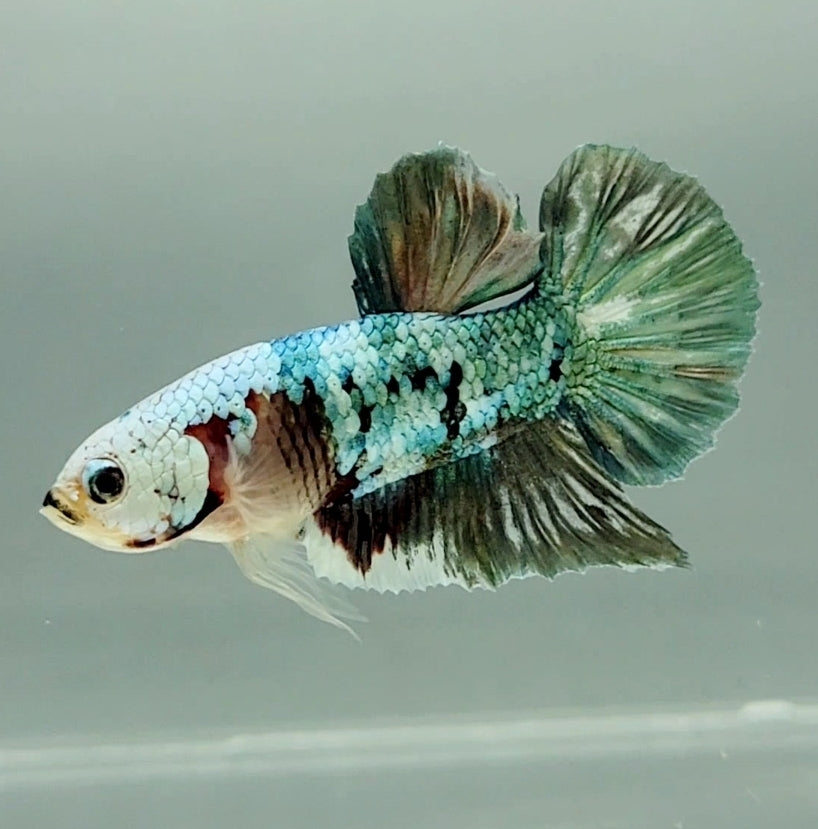 Red Copper Koi Male Betta Fish RC-1168 — JV Betta