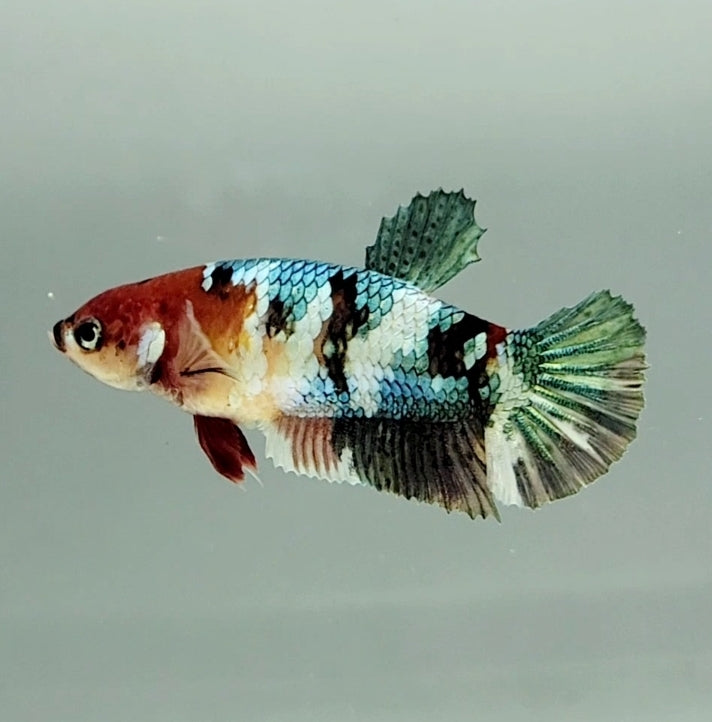 Red Copper Koi Female Betta Fish RC-1169 — JV Betta